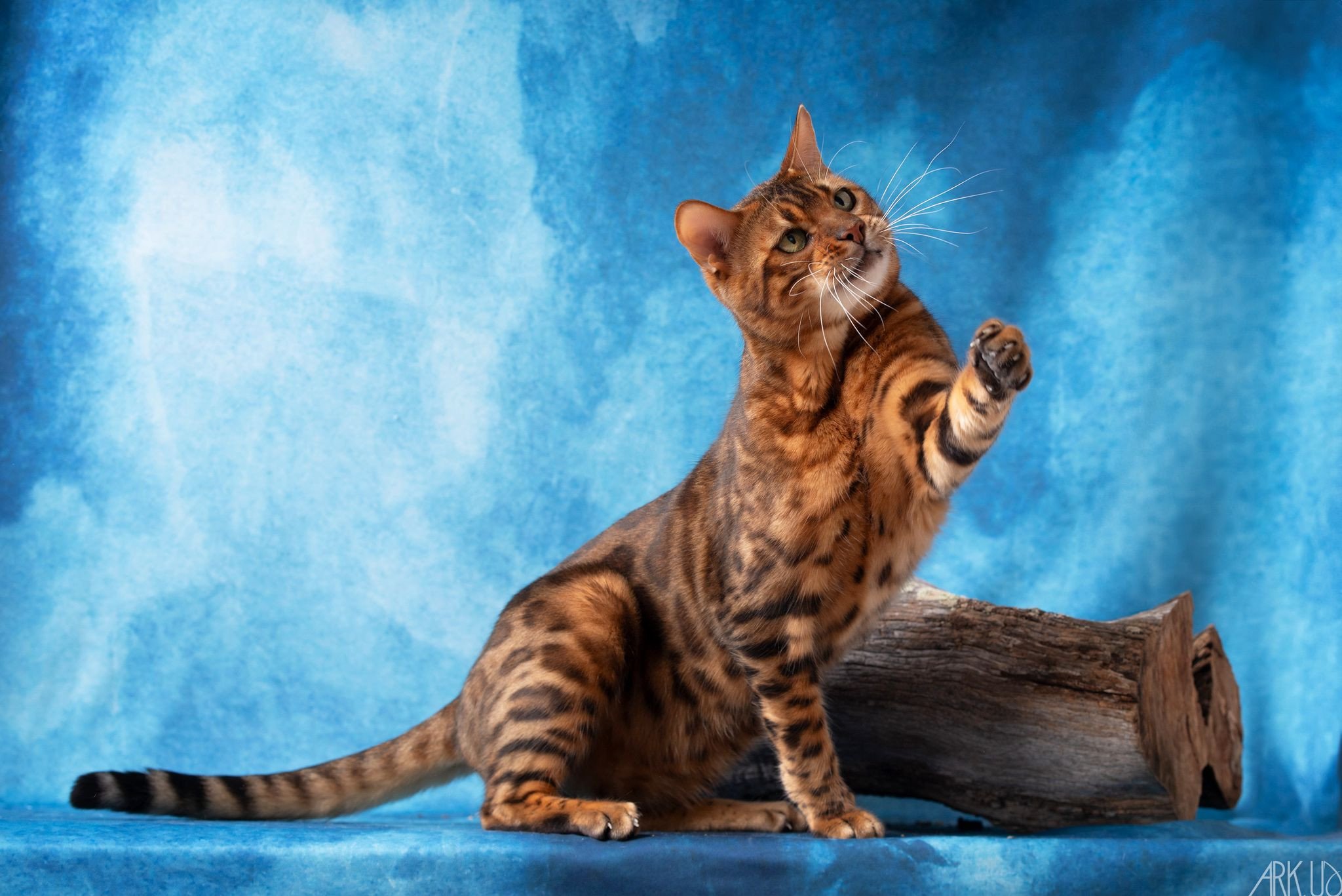 RUBEN DE LAF 187406 - Chat Bengal Var