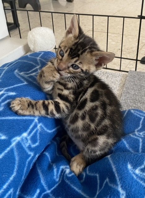 SUA SIAM THE STAR IS TAKI - Chaton Bengal Var