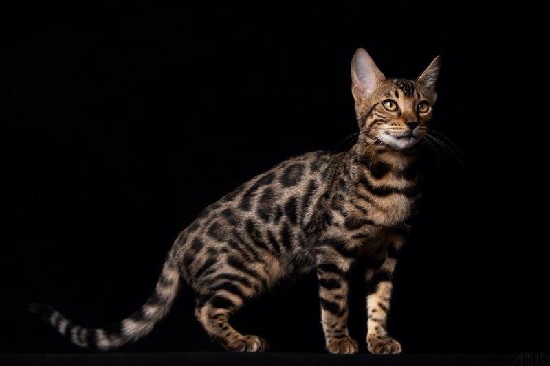 SUA SIAM THE STAR IS TAKI - Chaton Bengal Var